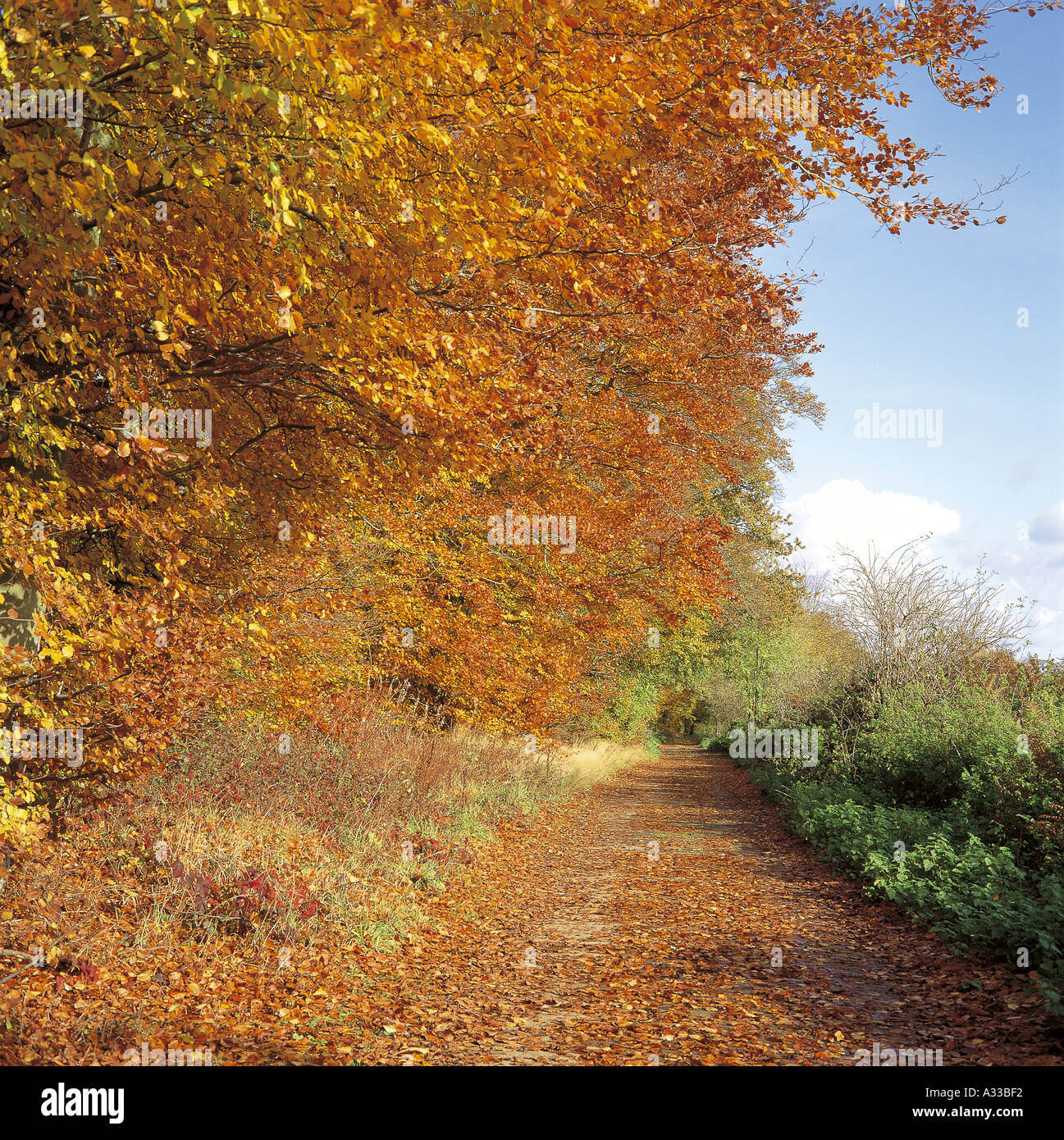 Goring heath hi-res stock photography and images - Alamy