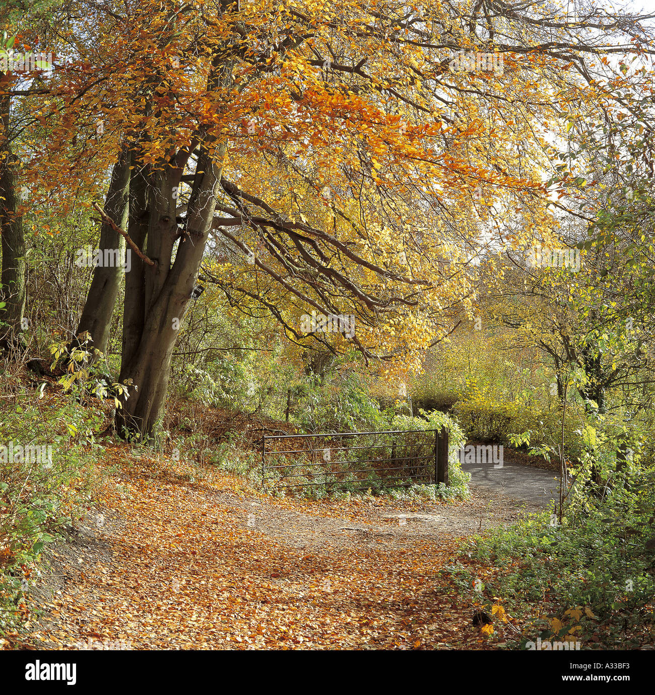 Göring hi-res stock photography and images - Alamy