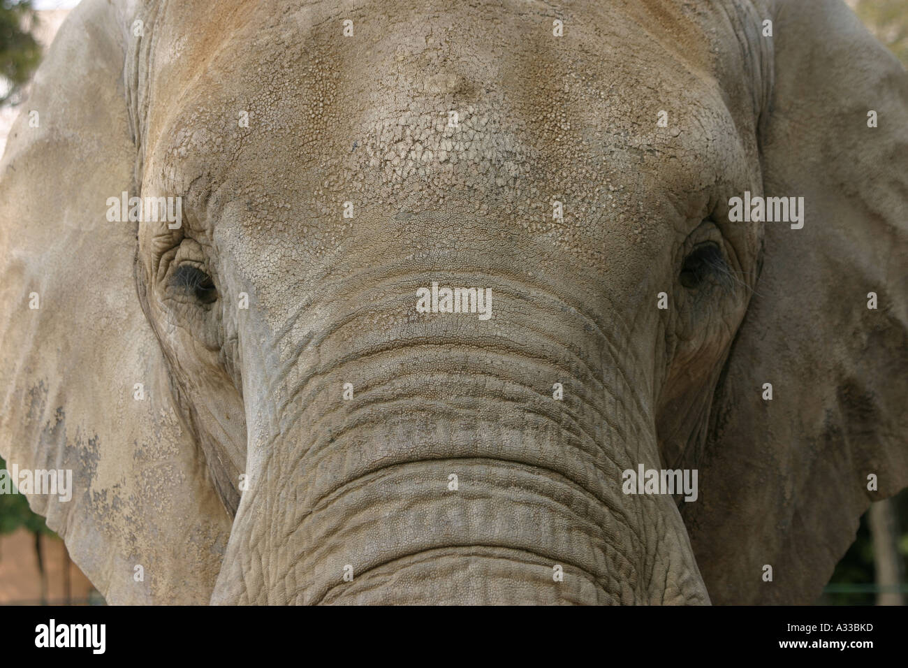 elephant looking at me looking at her Stock Photo - Alamy