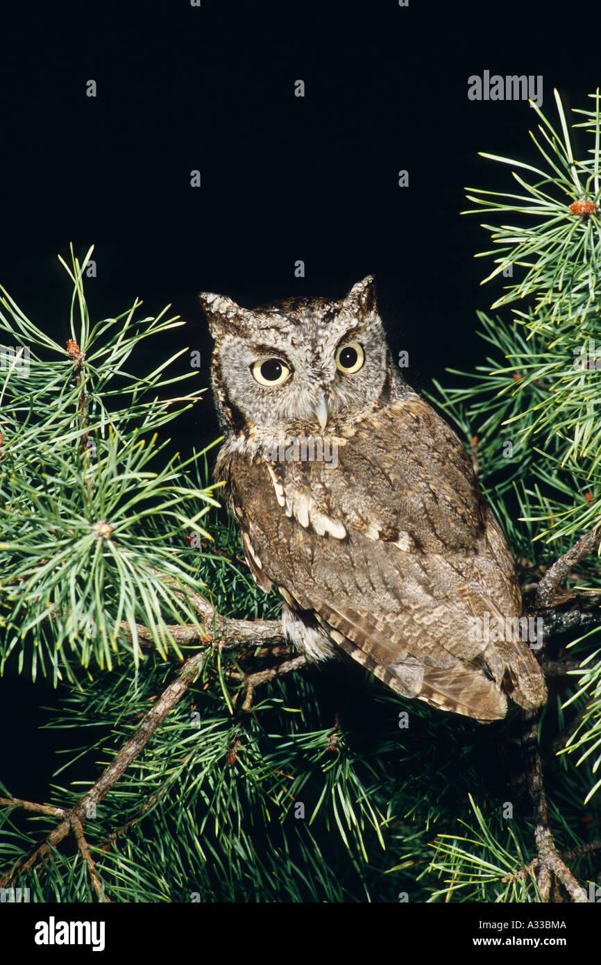 Eastern Screech Owl Otus asio gray morph phase Screech owls come in ...