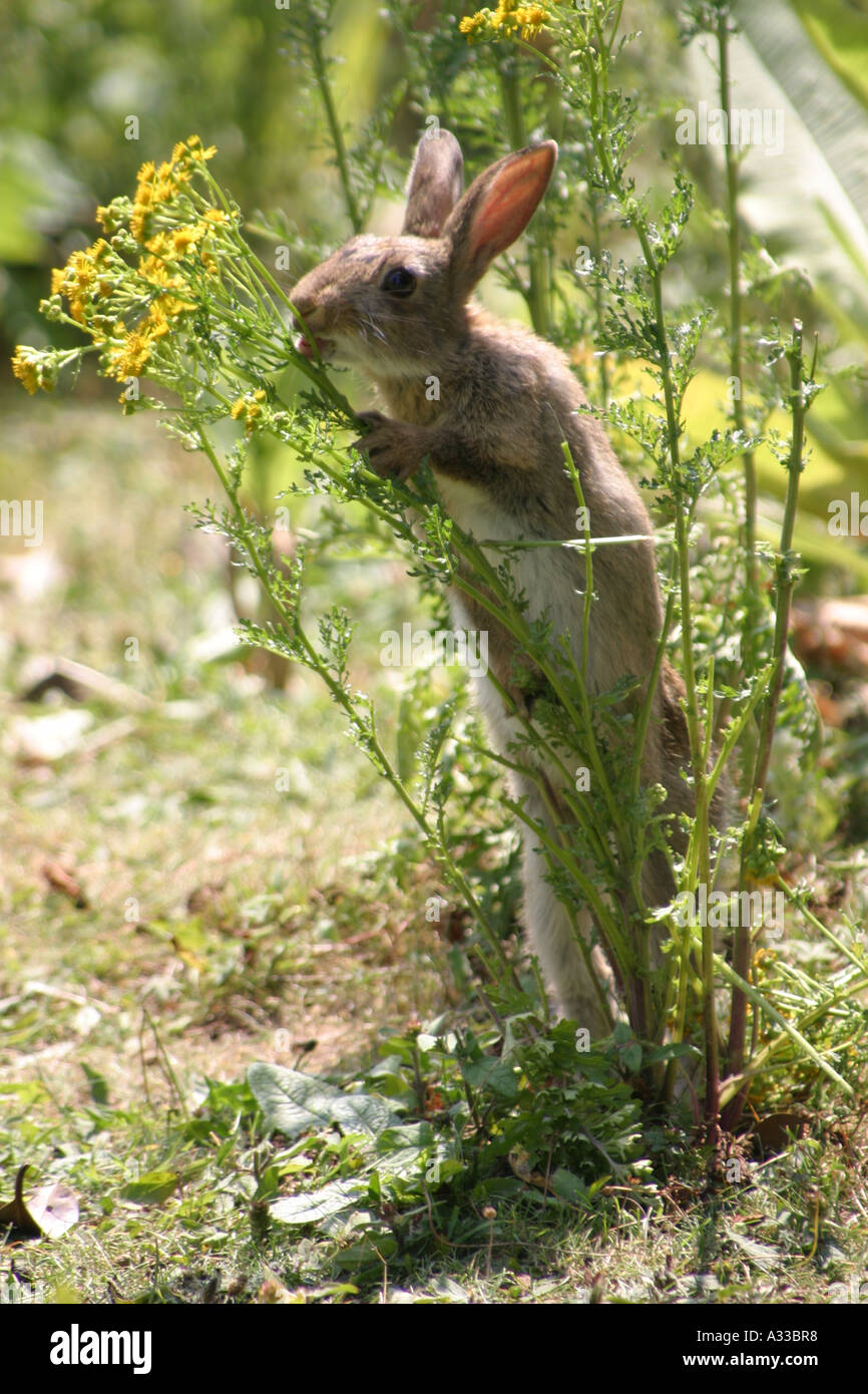 A rabbit standing on it's hind legs eating ragwort on a summersday ...