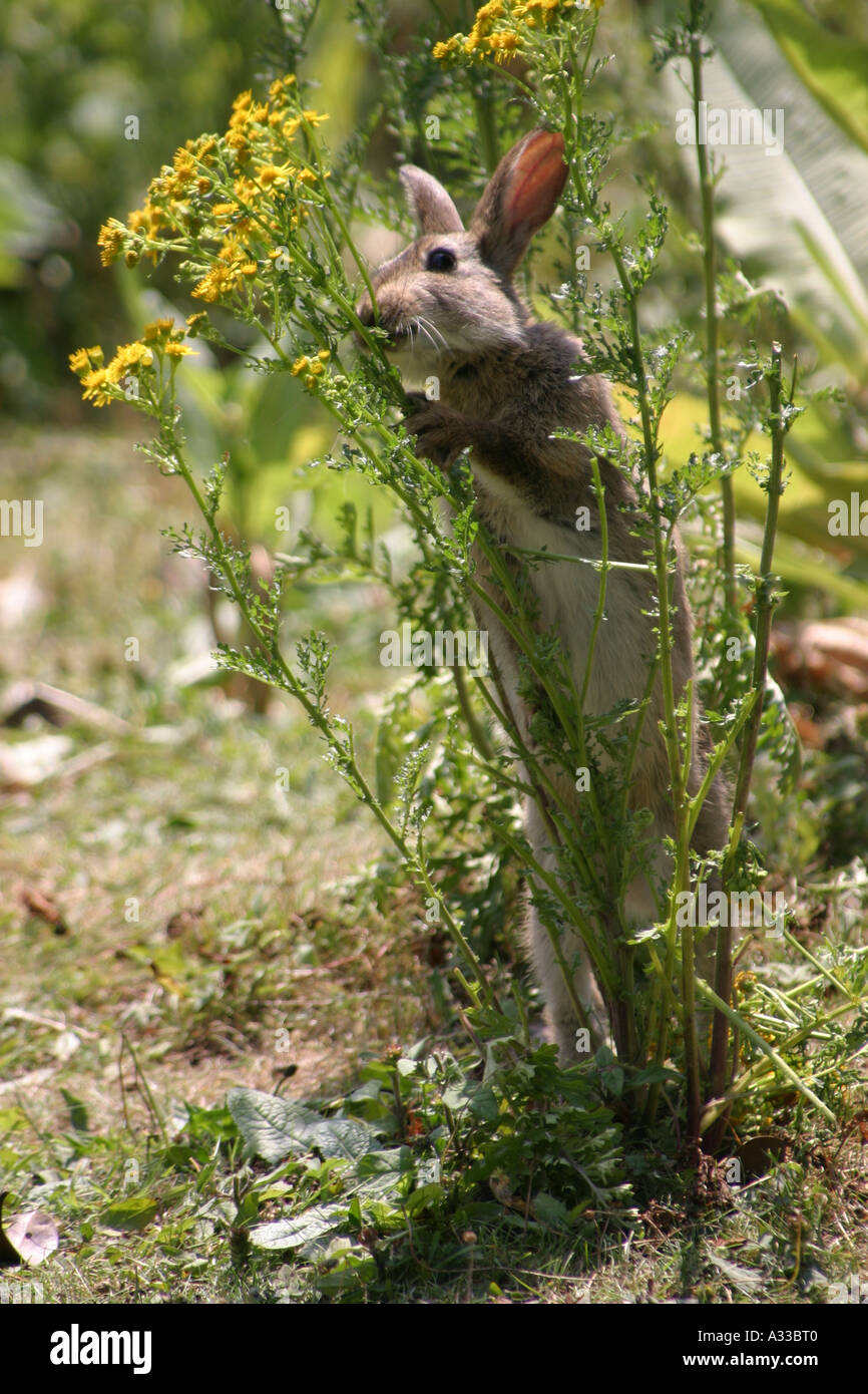 A rabbit standing on it's hind legs eating ragwort on a summersday ...