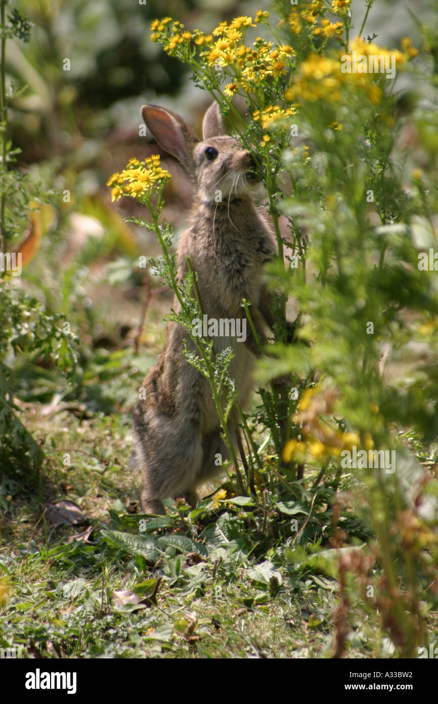 A rabbit standing on it's hind legs eating ragwort on a summersday ...