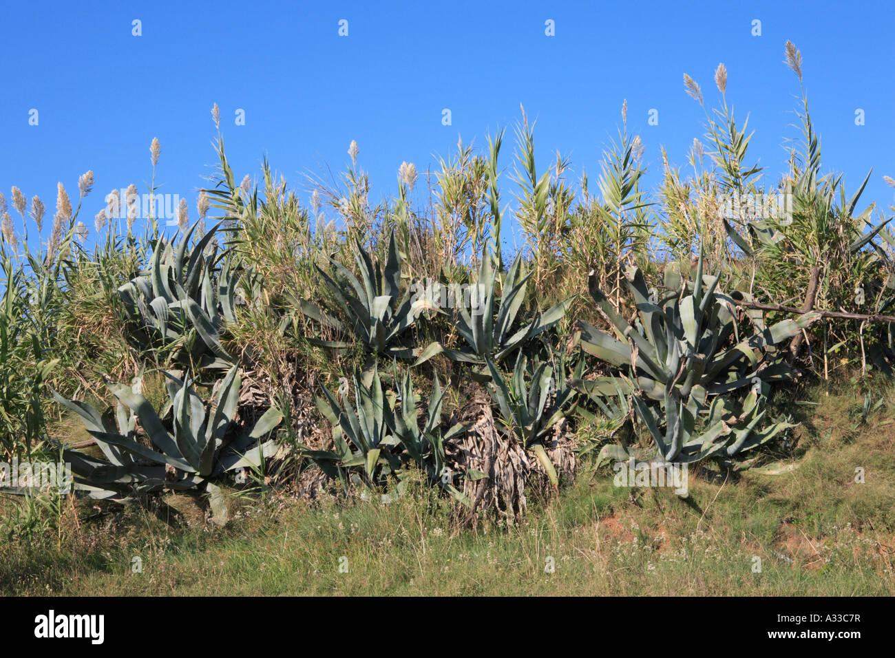Cactus and Pampas Grass growing alongside the road Stock Photo - Alamy