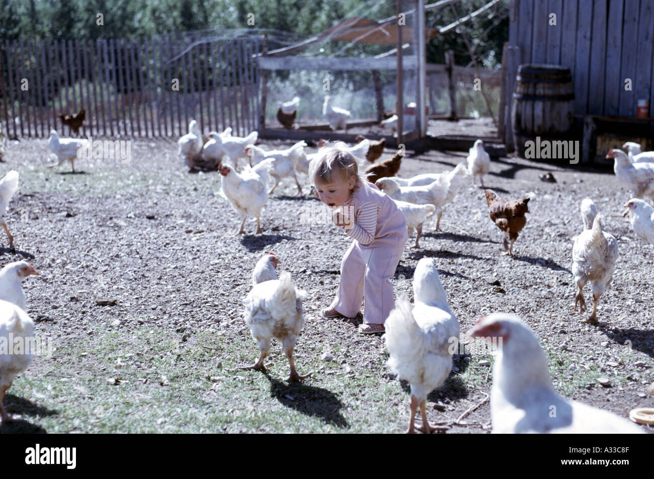 Child talking to chickens Stock Photo - Alamy
