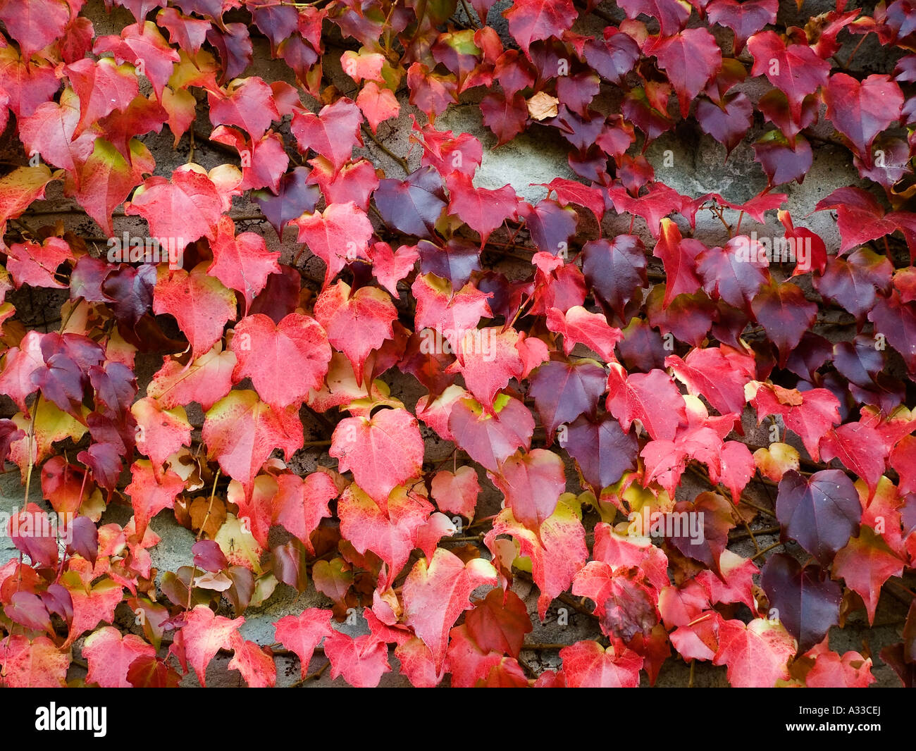 red ivy leaves covering a wall, "Hedera helix", autumn Stock Photo - Alamy