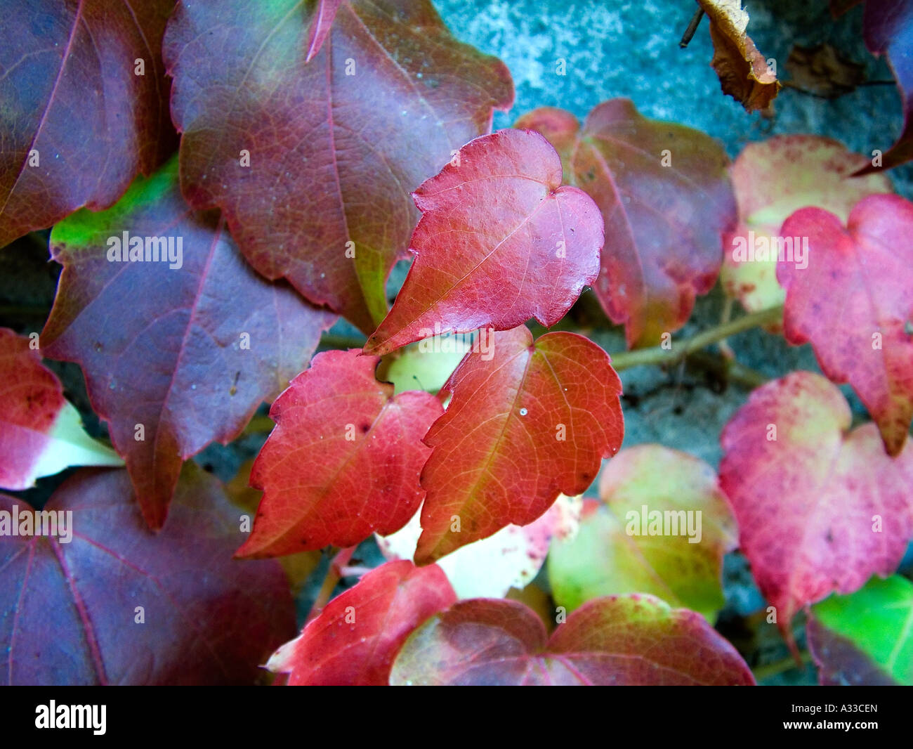 red ivy leaves covering a wall, "Hedera helix", autumn Stock Photo - Alamy
