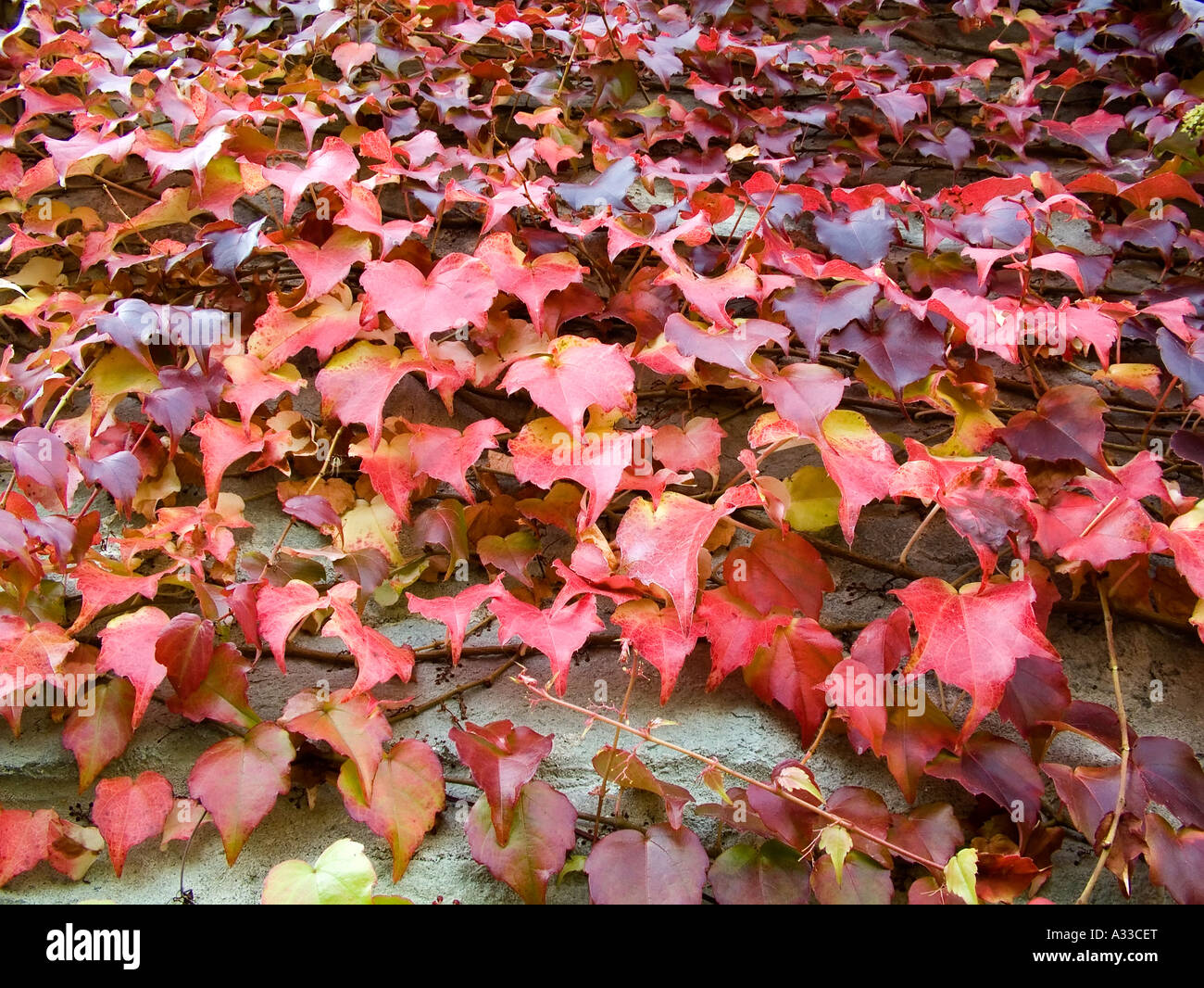 red ivy leaves covering a wall, "Hedera helix", autumn Stock Photo - Alamy