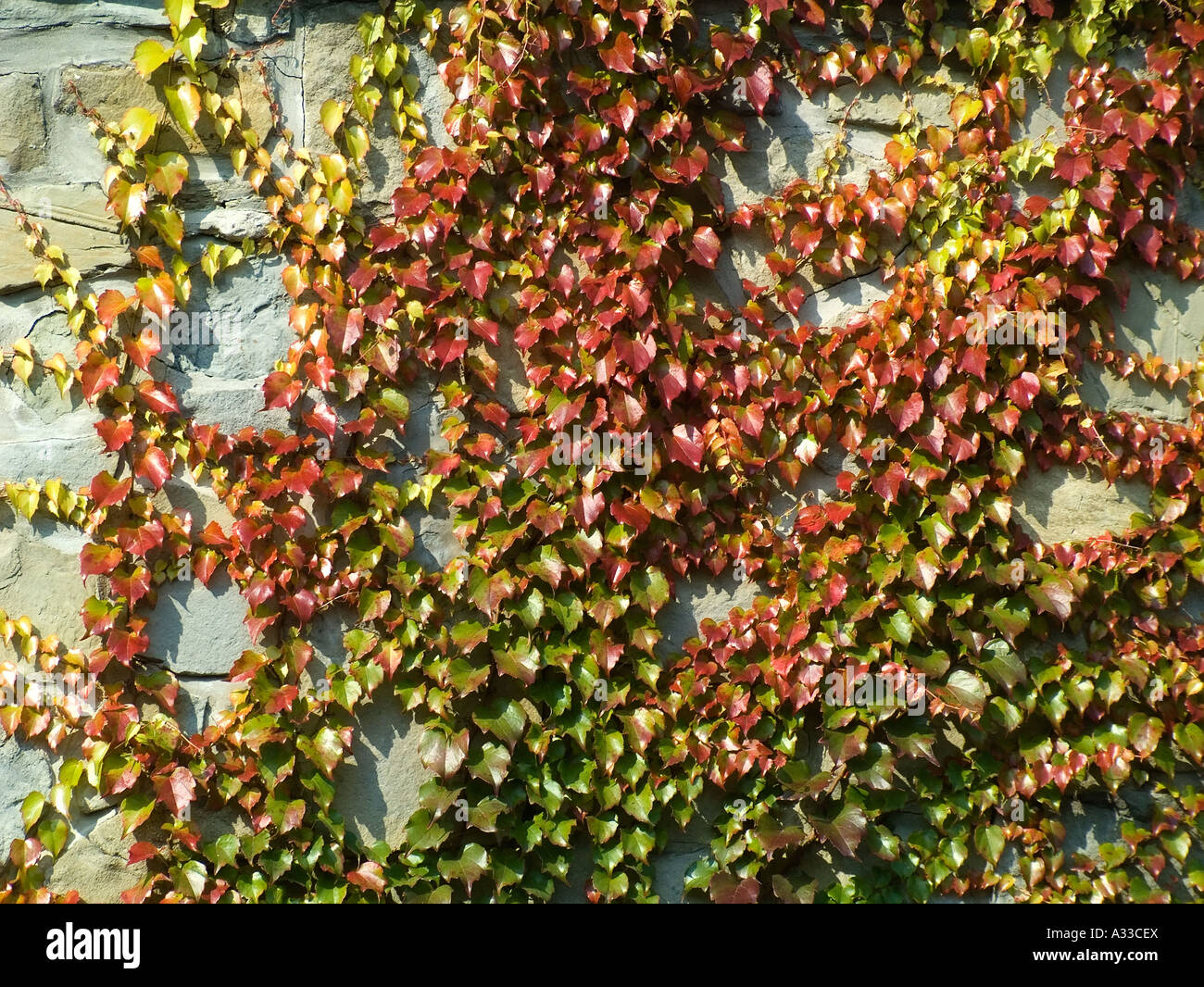 red ivy leaves covering a wall, "Hedera helix", autumn Stock Photo - Alamy