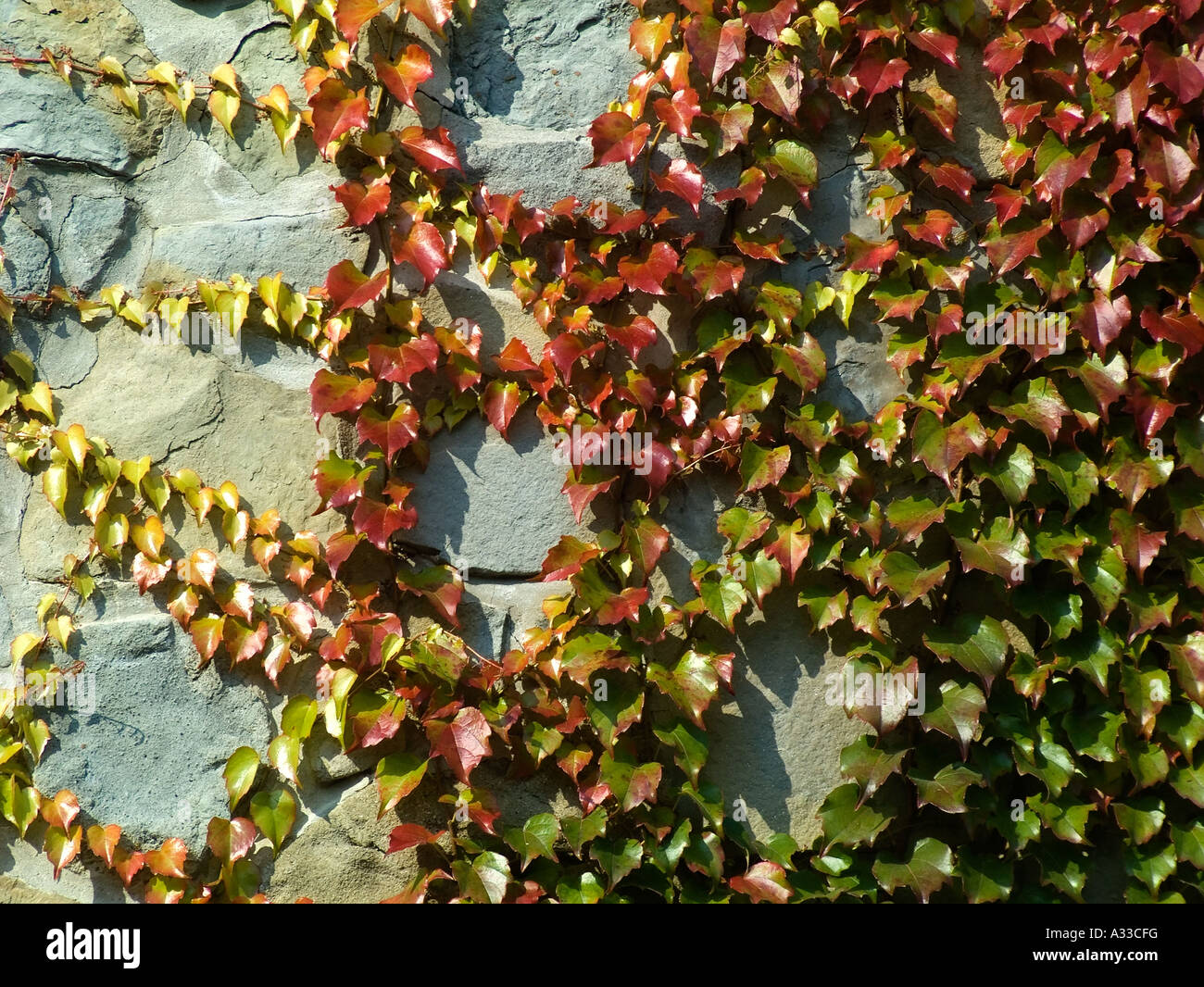 red ivy leaves covering a wall, "Hedera helix", autumn Stock Photo - Alamy