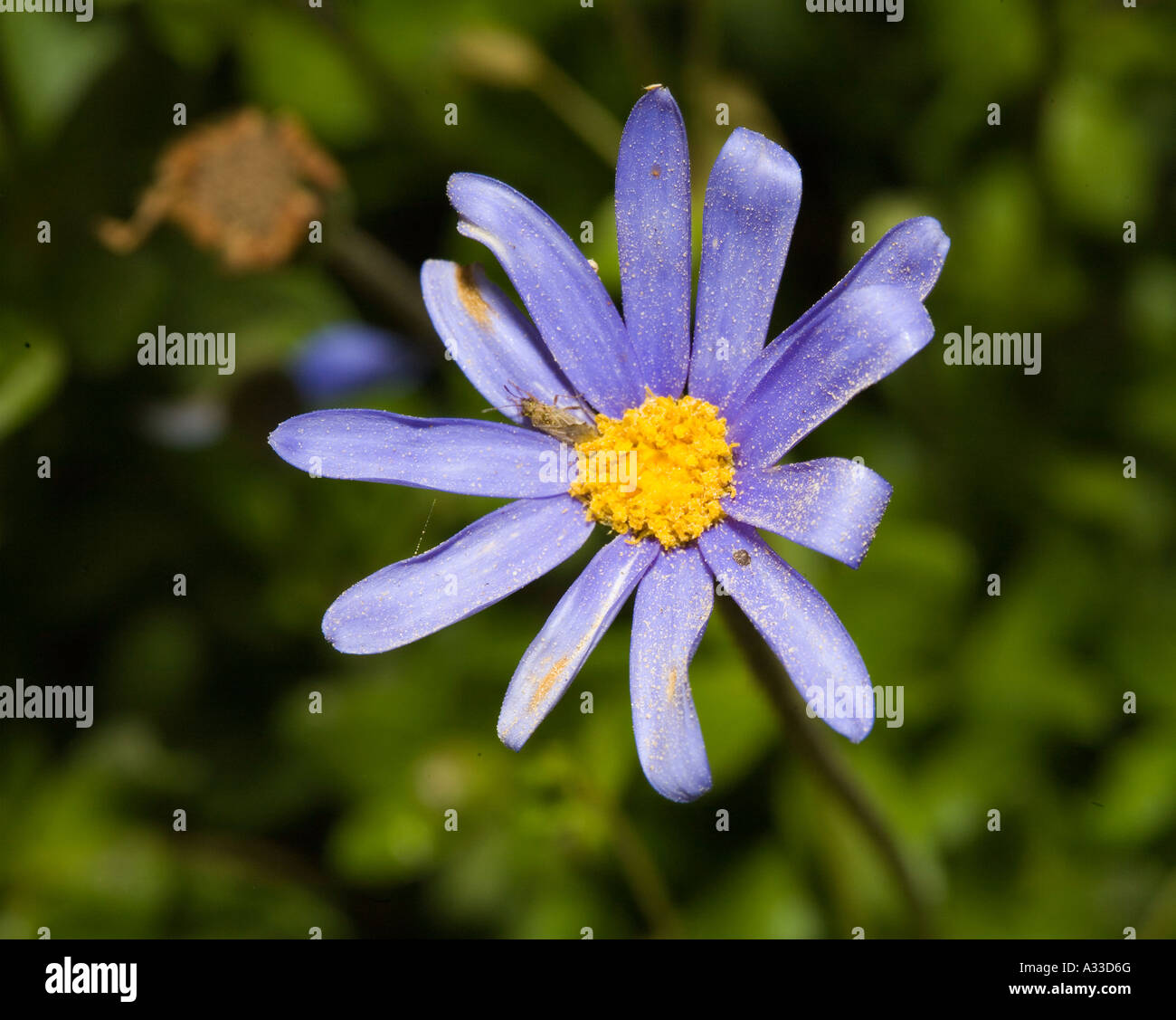 blue daisy flower Stock Photo - Alamy