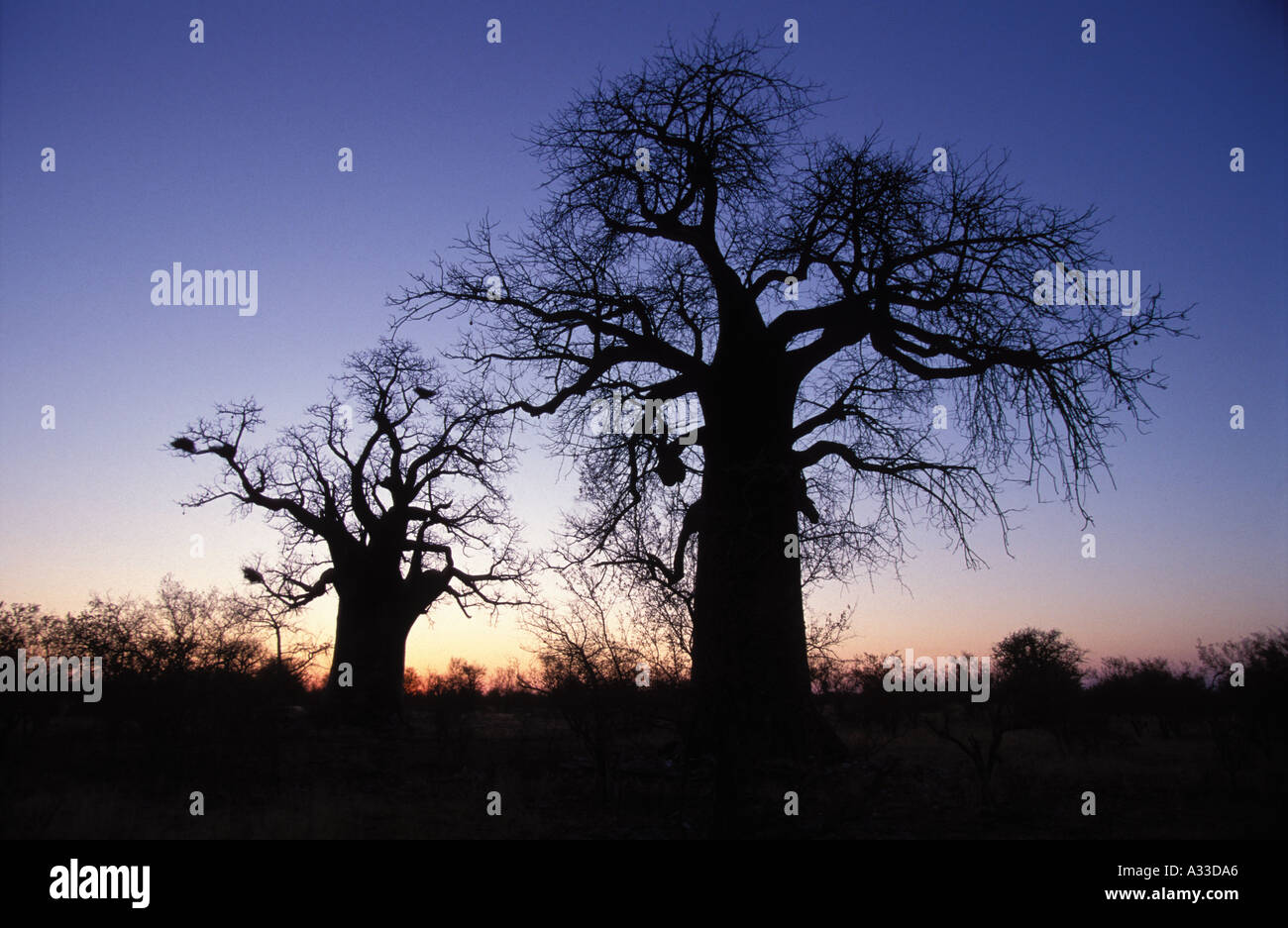 Baobob tree hi-res stock photography and images - Alamy