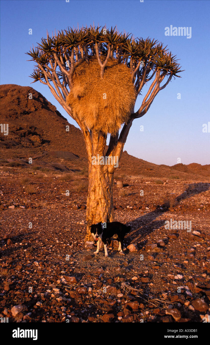 Dog and quiver tree Namibia Stock Photo - Alamy
