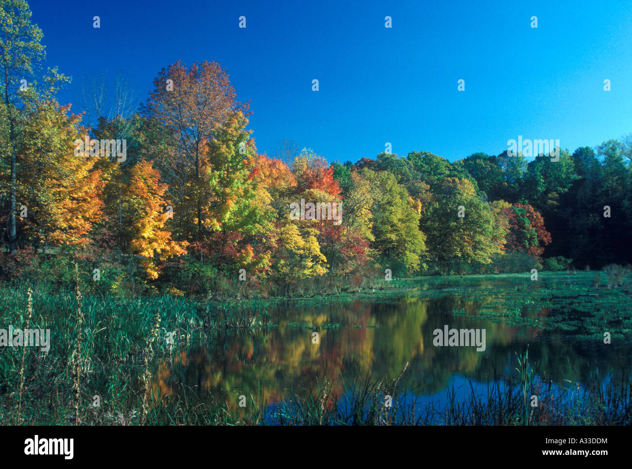 The changing of leaves during the Fall Autumn Season Stock Photo - Alamy