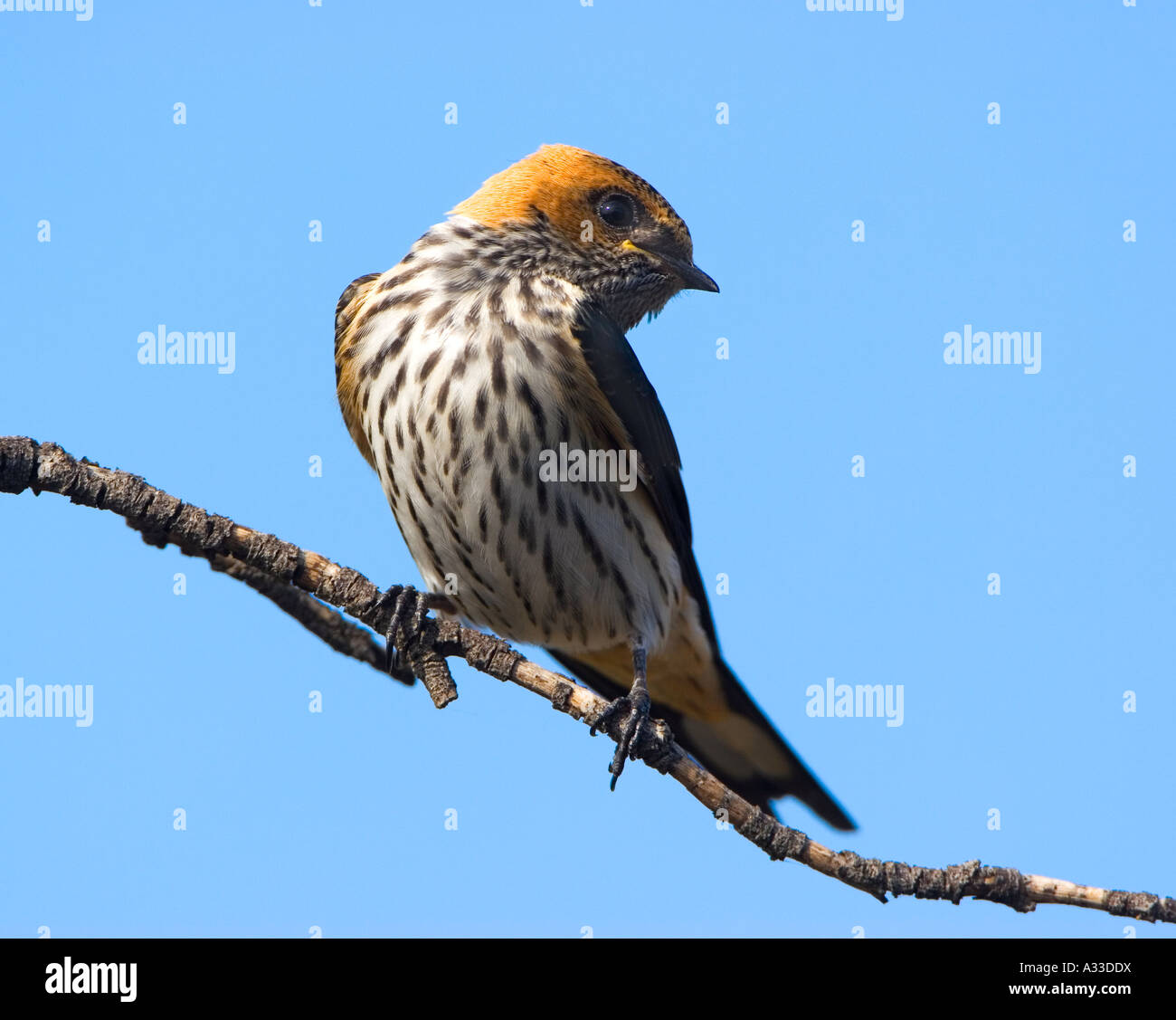 lesser striped swallow Stock Photo - Alamy