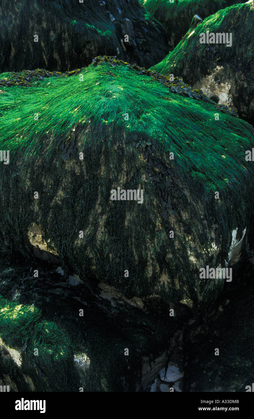 Seaweed Covered Rocks Stock Photo - Alamy