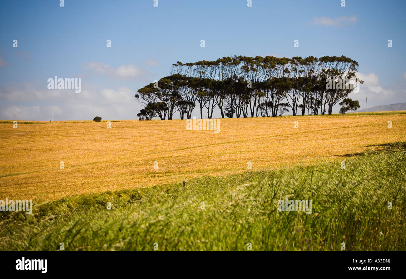 trees in wheat field Stock Photo - Alamy