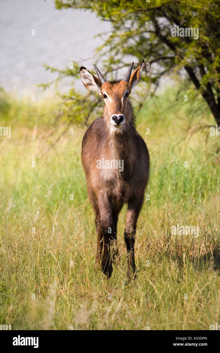 Water_buck hi-res stock photography and images - Alamy