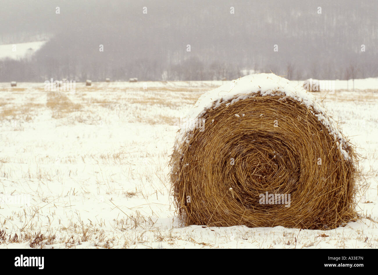 A bale of hay in a field covered by winter snow Stock Photo - Alamy