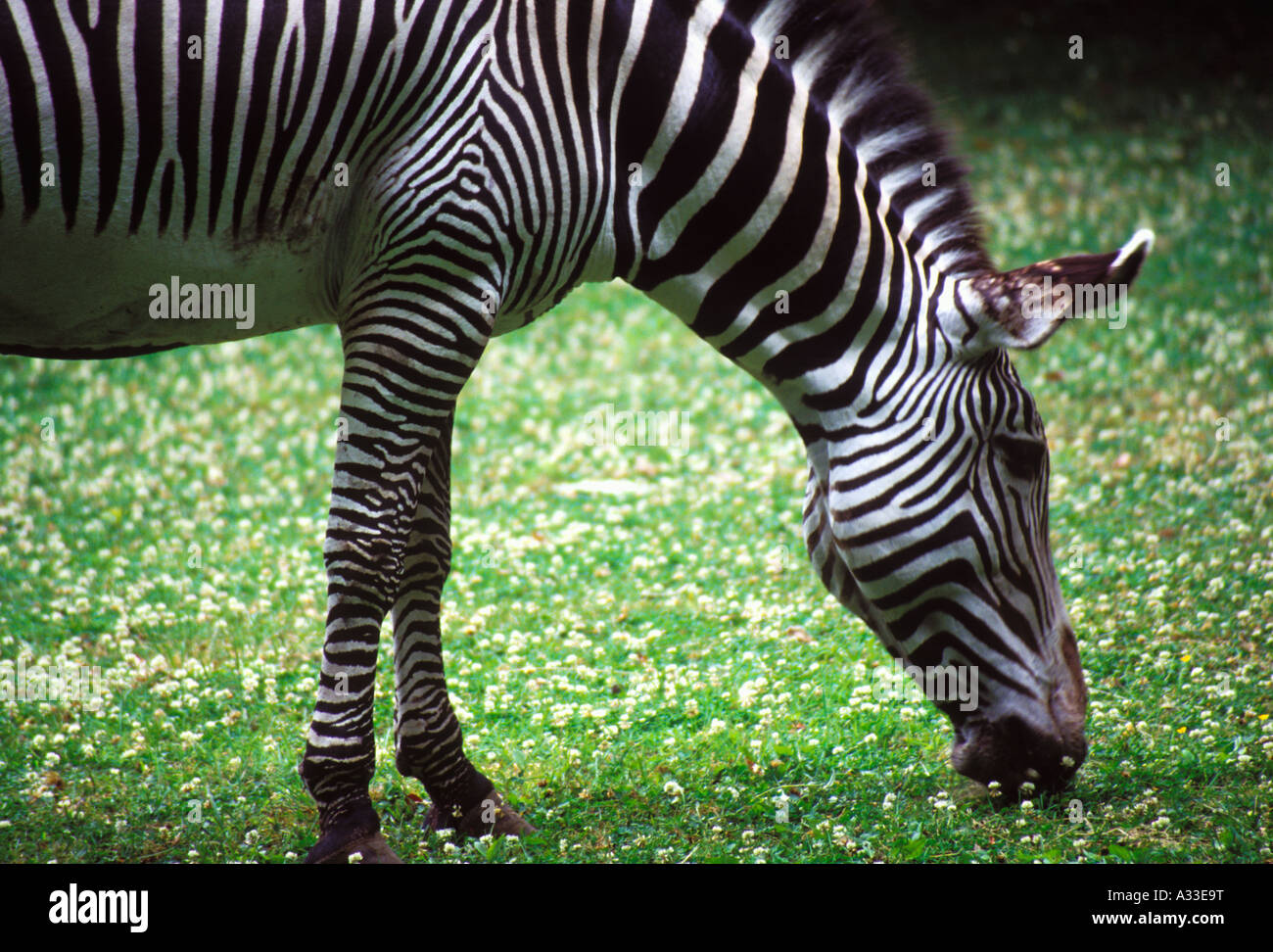 A single Zebra eating Stock Photo - Alamy
