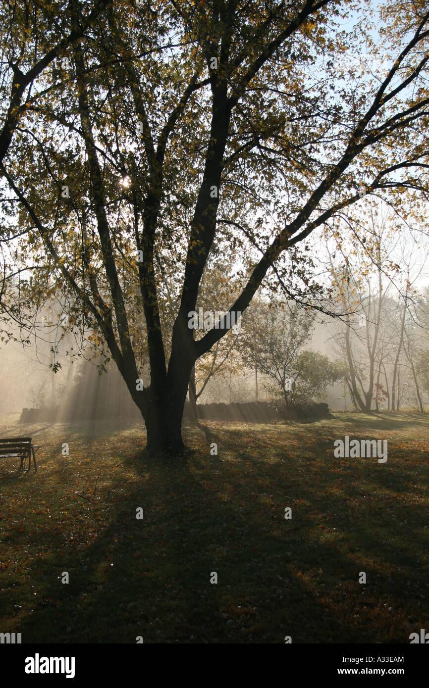 Sunlight streaming through maple tree on early misty morning Stock ...