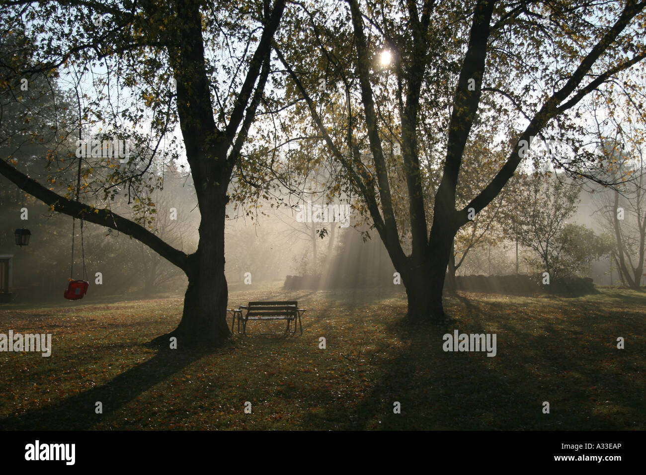 Sunlight streaming through maple tree on early misty morning Stock ...