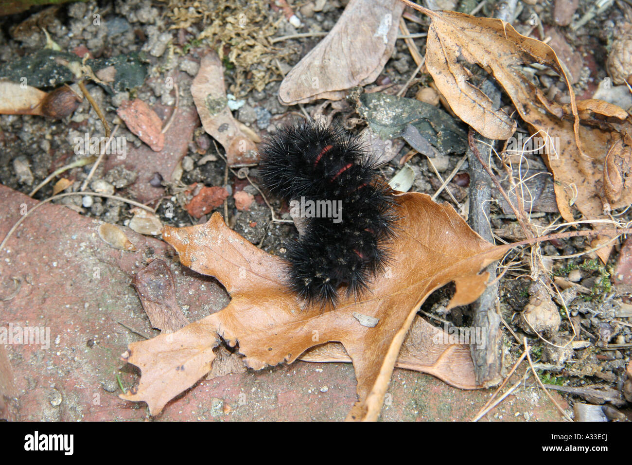 Giant Leopard Moth (Ecpantheria scribonaria) caterpillar crawling Stock ...