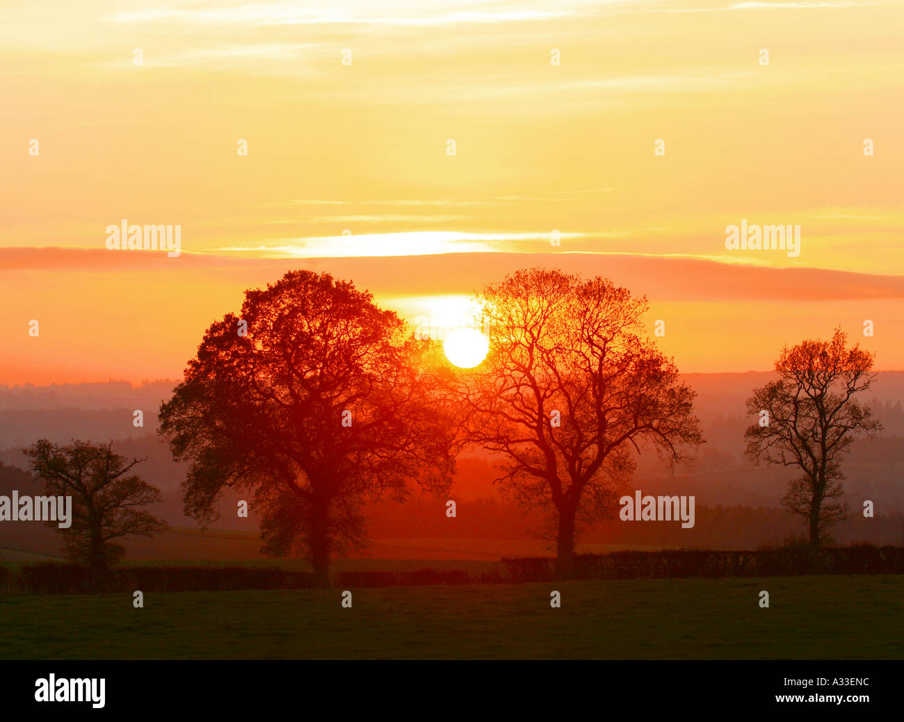 Scotland Perthshire sunset and trees over farm field near auchterarder ...
