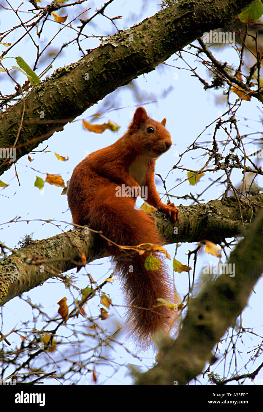 Red Squirrel (Sciurus vulgaris ) on tree branch Stock Photo - Alamy