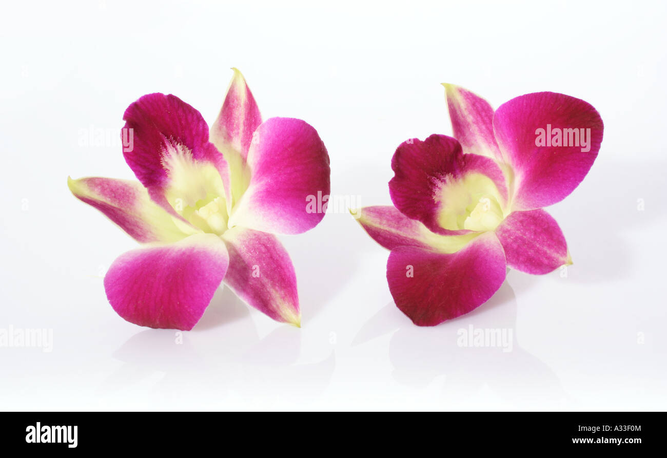 two orchids on white background Stock Photo - Alamy