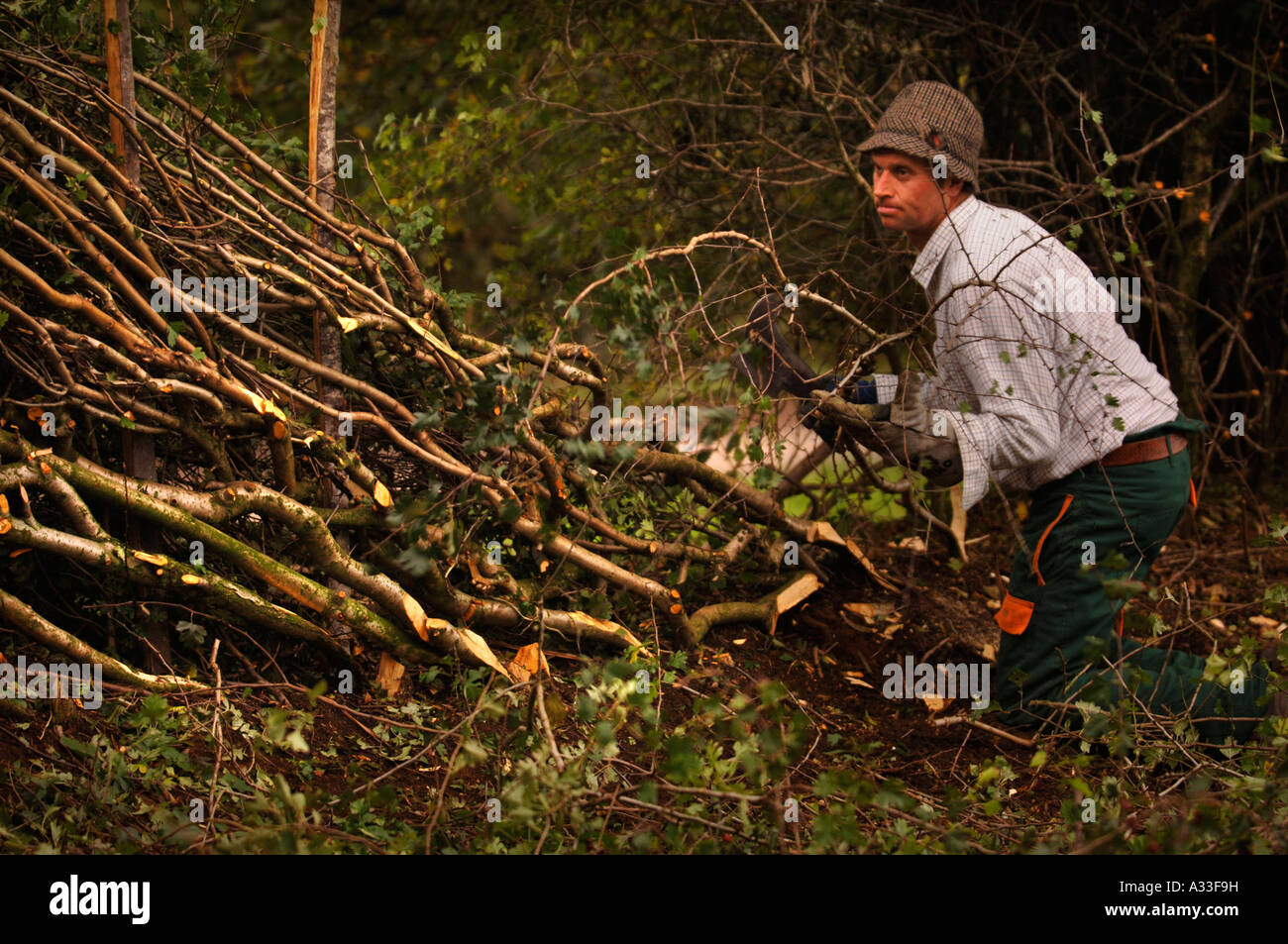 A COMPETITOR LAYS A HEDGE IN THE MIDLAND STYLE AT THE NATIONAL ...