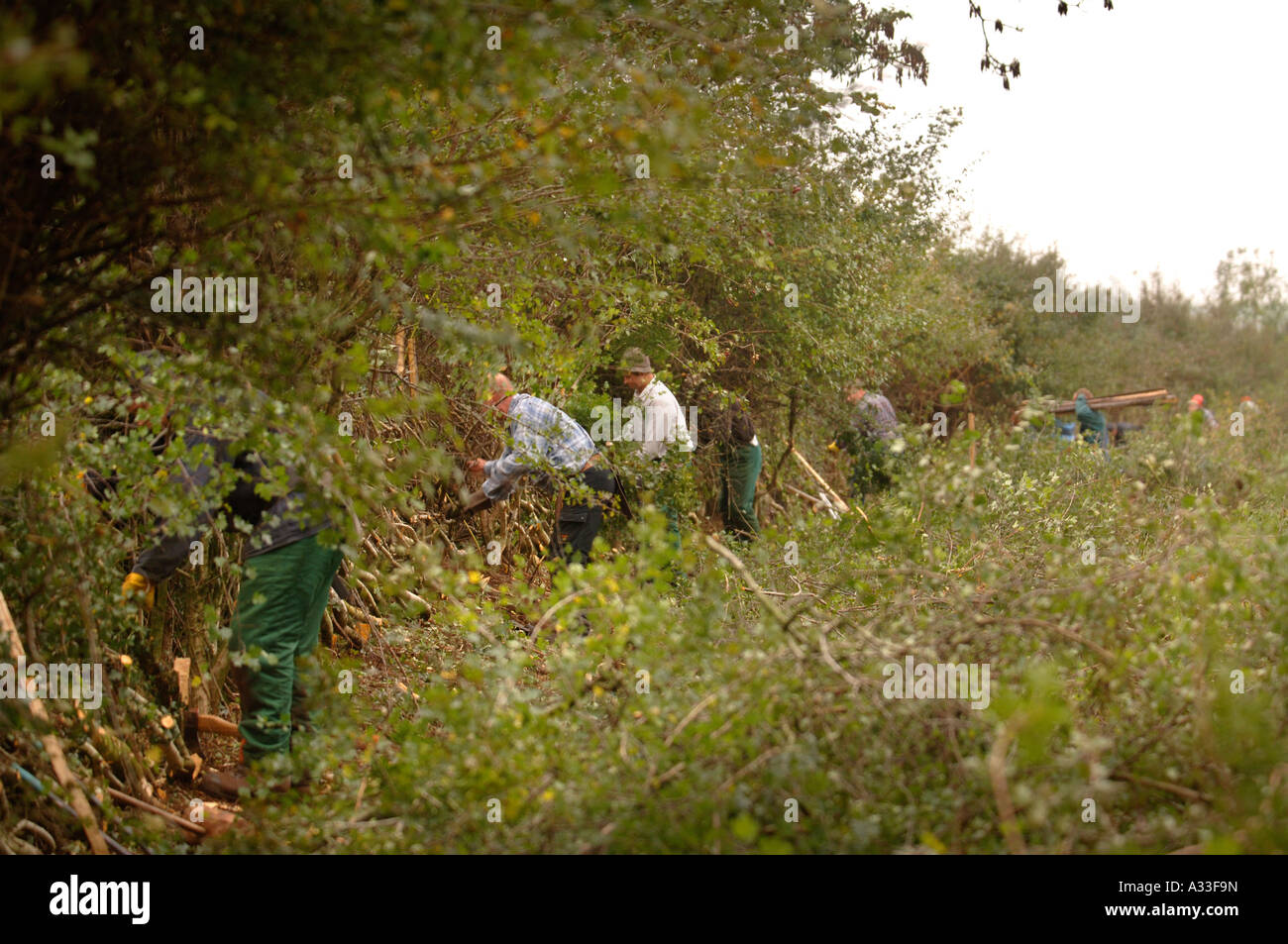 COMPETITOR LAYING A HEDGE IN THE MIDLAND STYLE AT THE NATIONAL ...