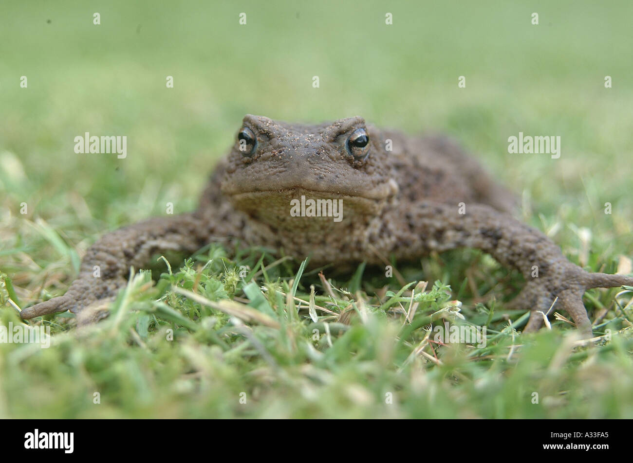 Face face common toad bufo hi-res stock photography and images - Alamy