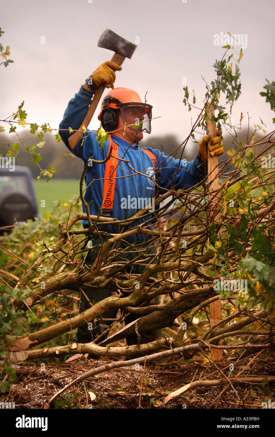 A COMPETITOR LAYS A HEDGE IN THE SOUTH OF ENGLAND STYLE AT THE NATIONAL ...