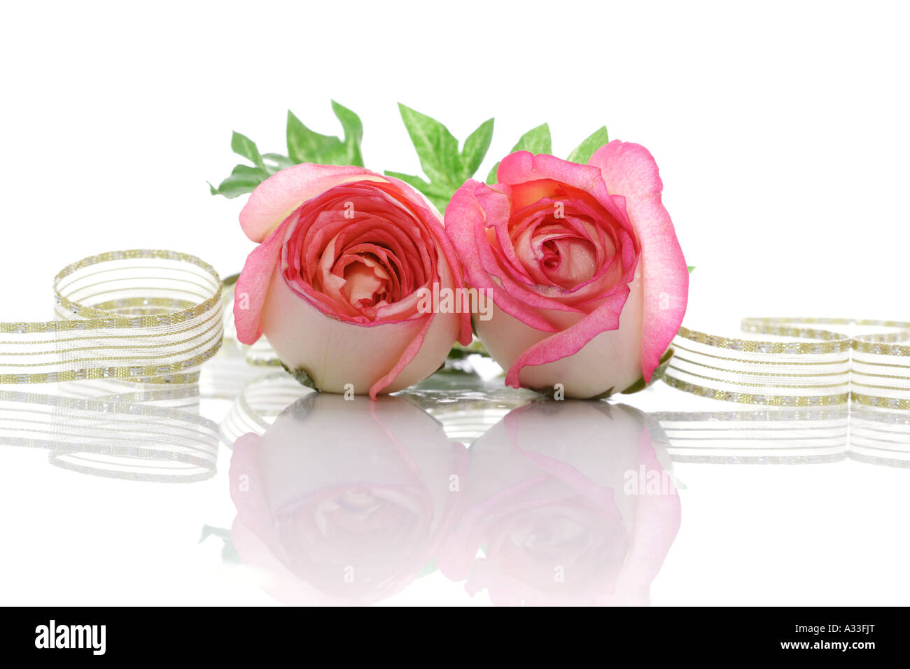 Roses and ribbon with inverted reflection Stock Photo - Alamy