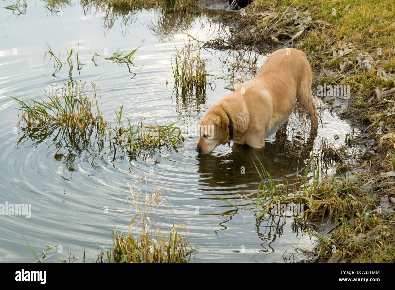 Labrador in pond hi-res stock photography and images - Alamy