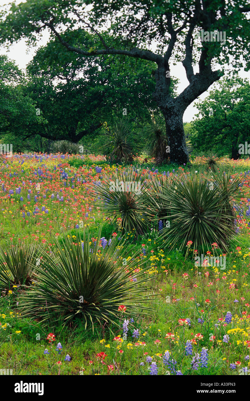 Texas hill country woods hi-res stock photography and images - Alamy