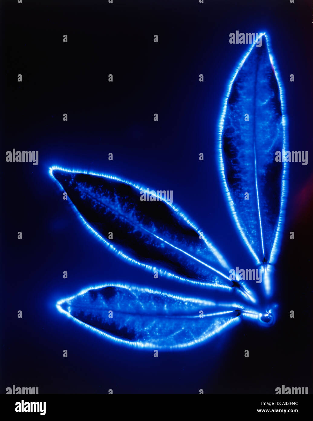 Kirlian effect hi-res stock photography and images - Alamy