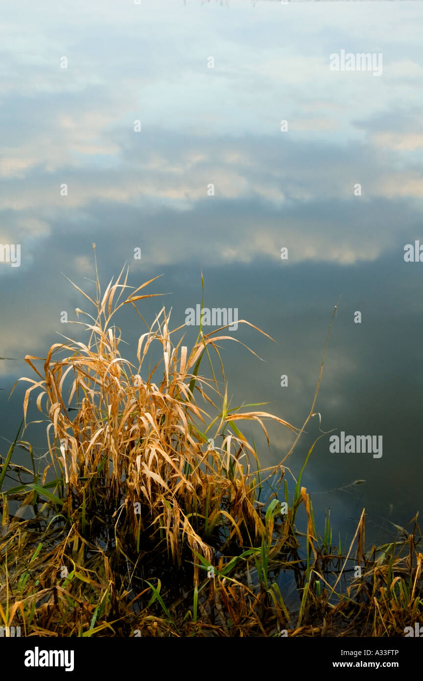 Reflections in a quiet farm pond Stock Photo - Alamy
