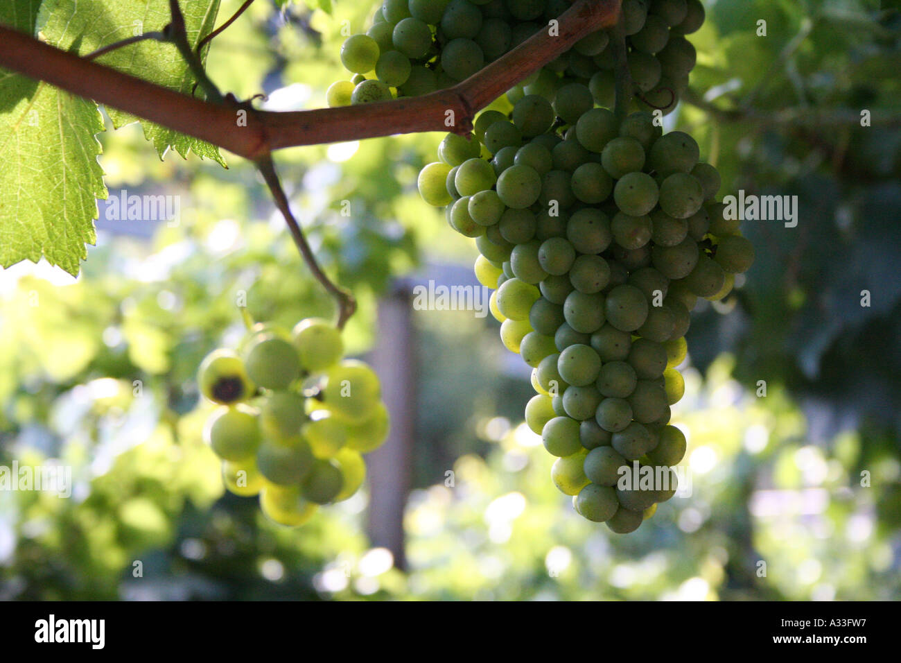 Muller Thurgau Grapes High Resolution Stock Photography and Images - Alamy