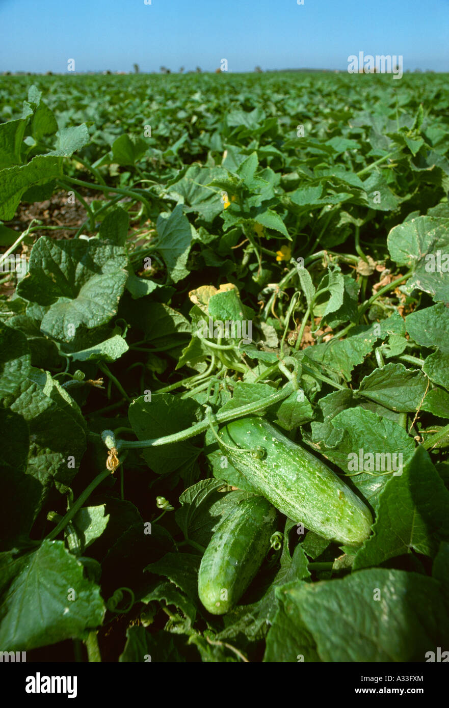 Farming farm vines plant california produce plants plant usa hi-res ...