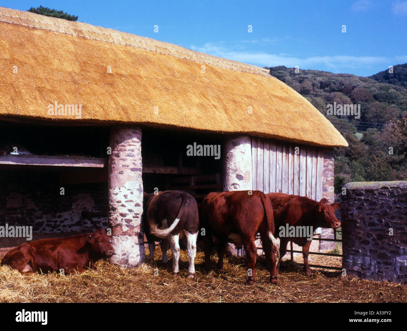 Bossington farm Somerset Stock Photo - Alamy