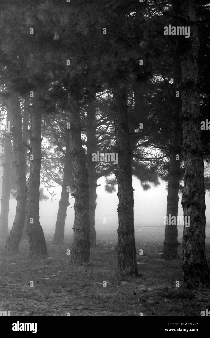 Park trees center in Black and White Stock Photos & Images - Alamy