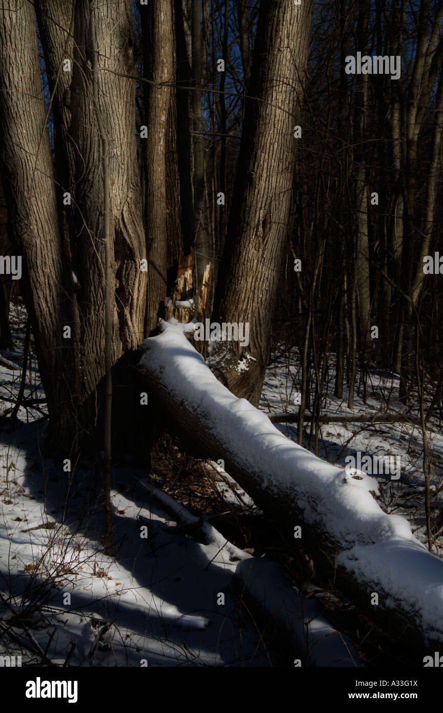 Has nature and trees hi-res stock photography and images - Alamy