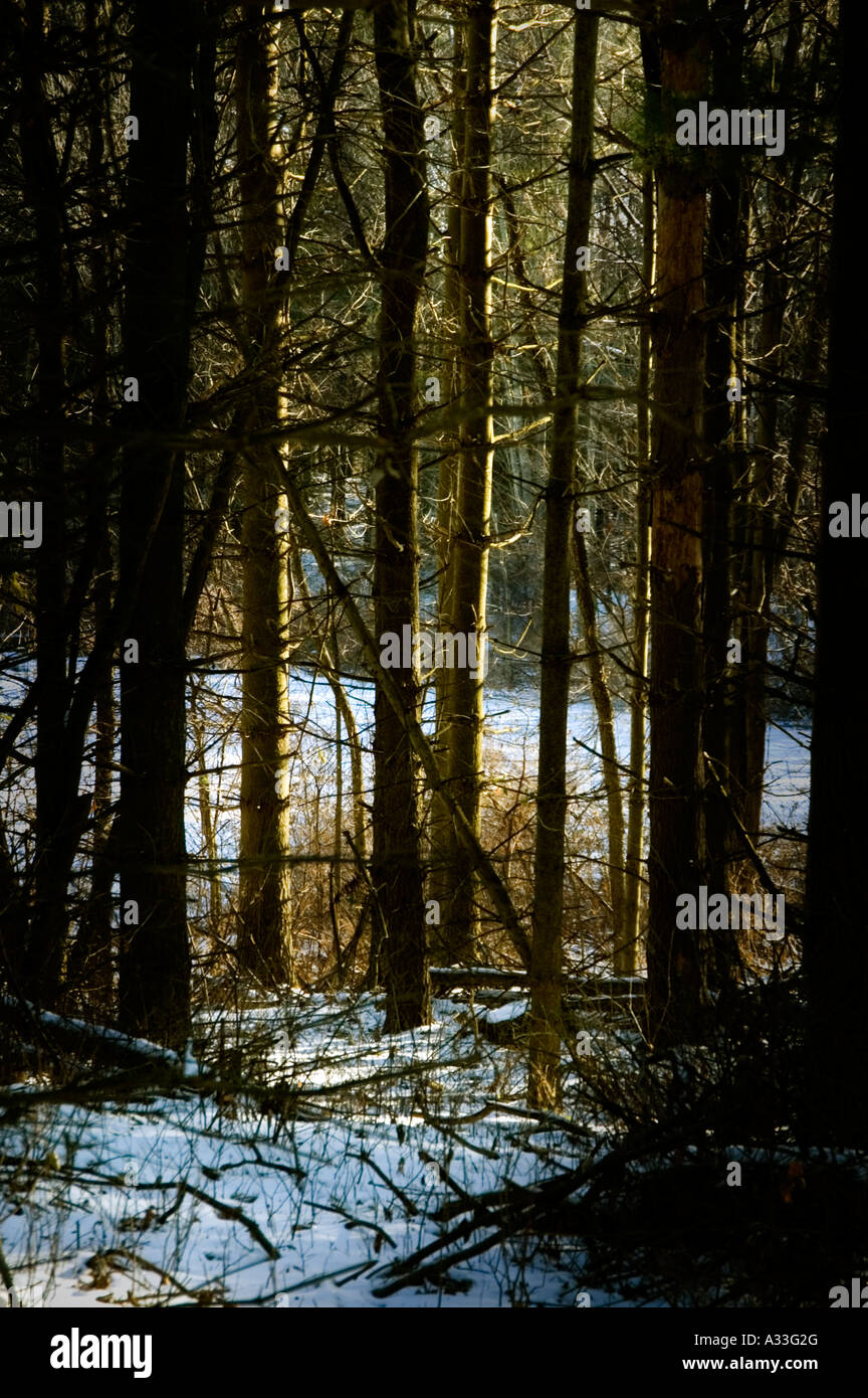 Sunlight filtering through the Pine trees Stock Photo - Alamy