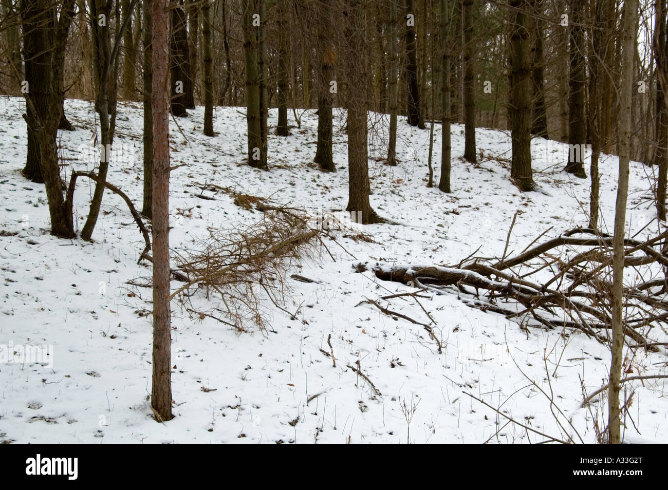 The forest is desolate and cold here in the winter. On days like this ...