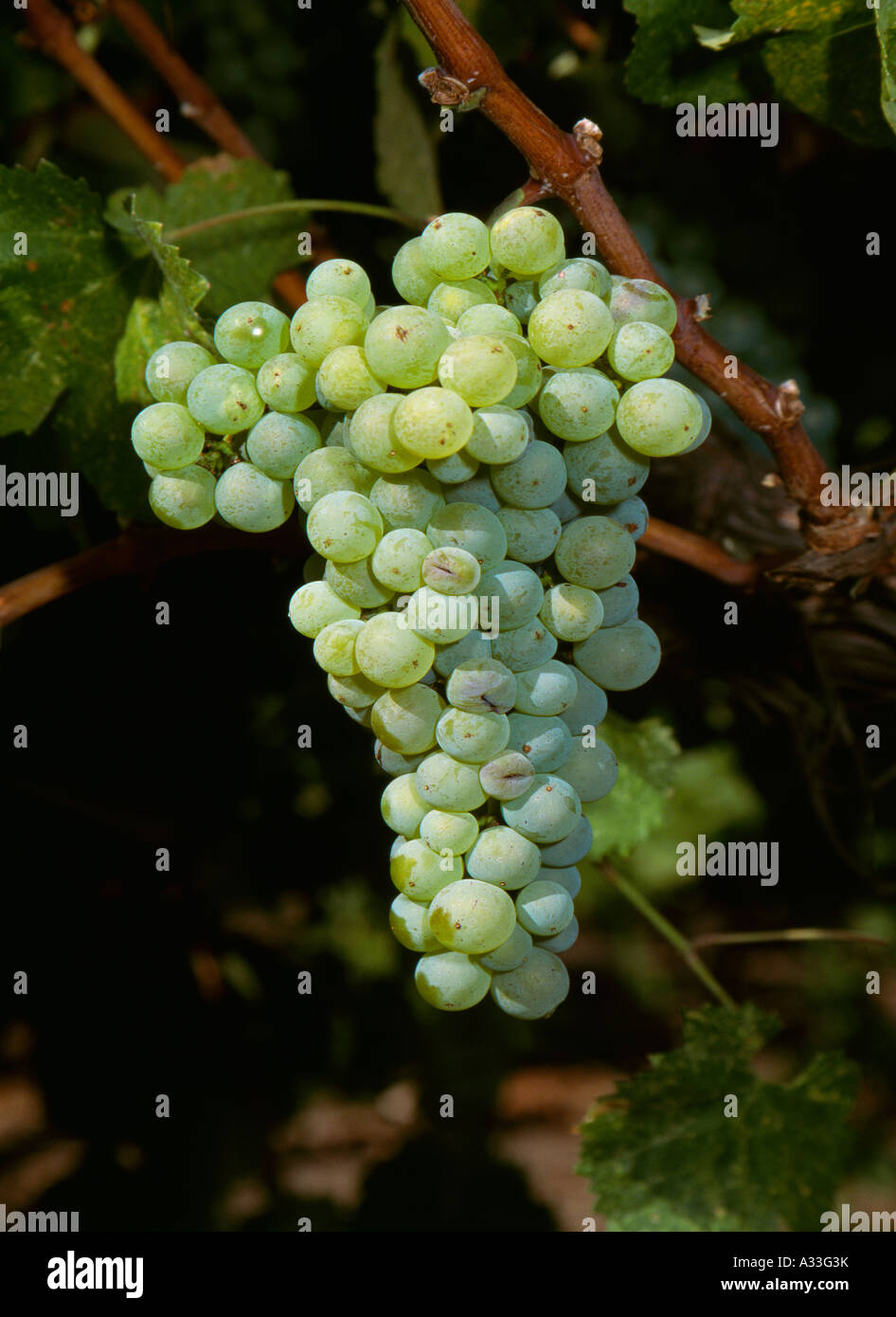 Agriculture - Mature cluster of Semillion wine grapes on the vine ...