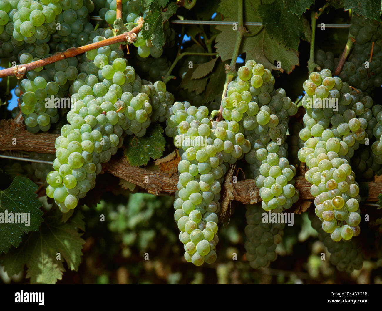 Agriculture - Mature clusters of Viognier wine grapes on the vine ...
