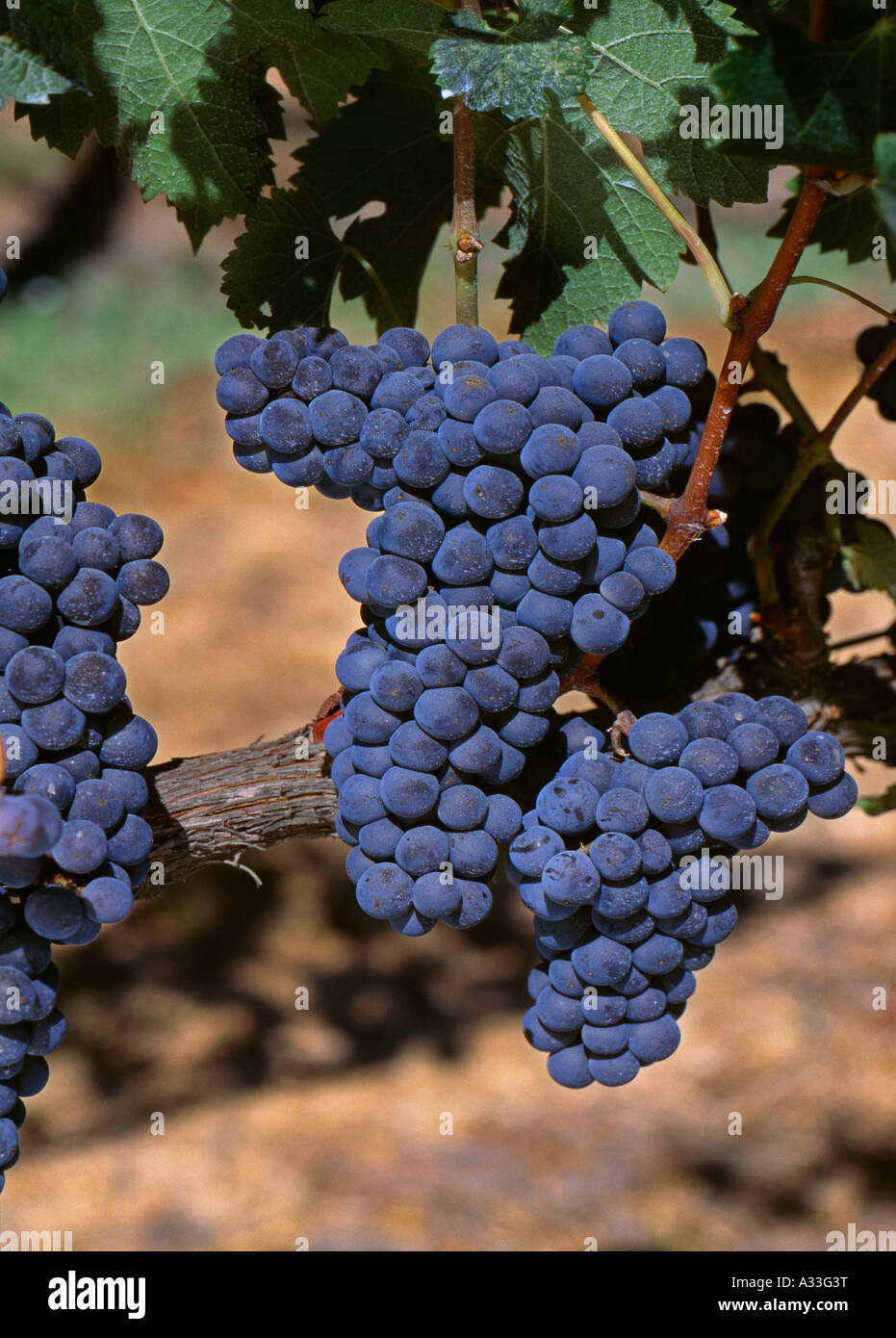 Agriculture - Mature clusters of Merlot wine grapes on the vine ...
