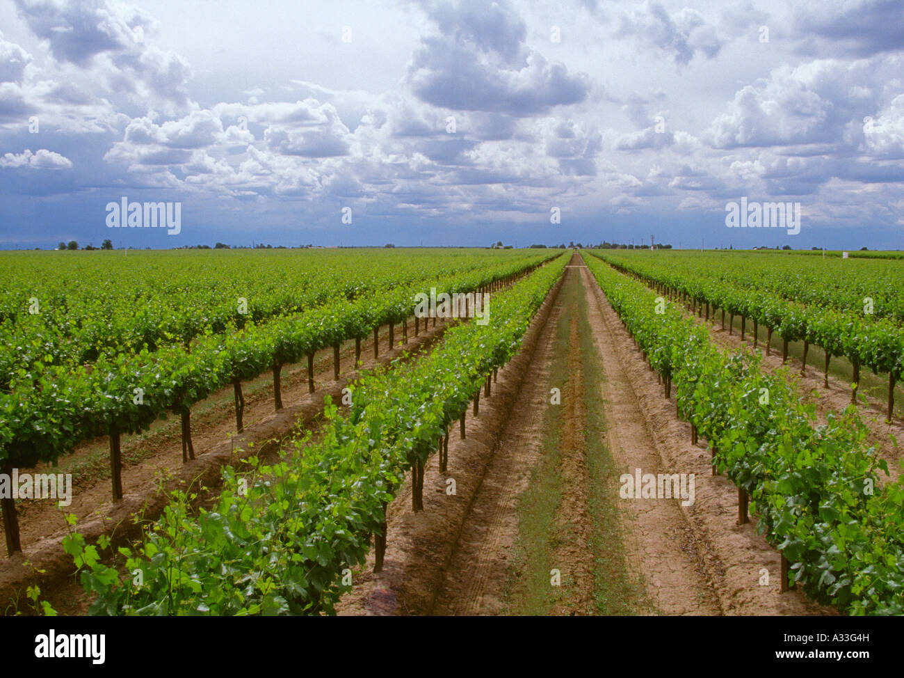 Agriculture - Thompson Seedless grape vineyard with mid Spring foliage ...